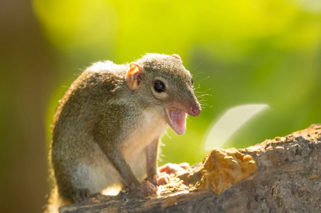 How to get rid of Shrews - Nature's Defense